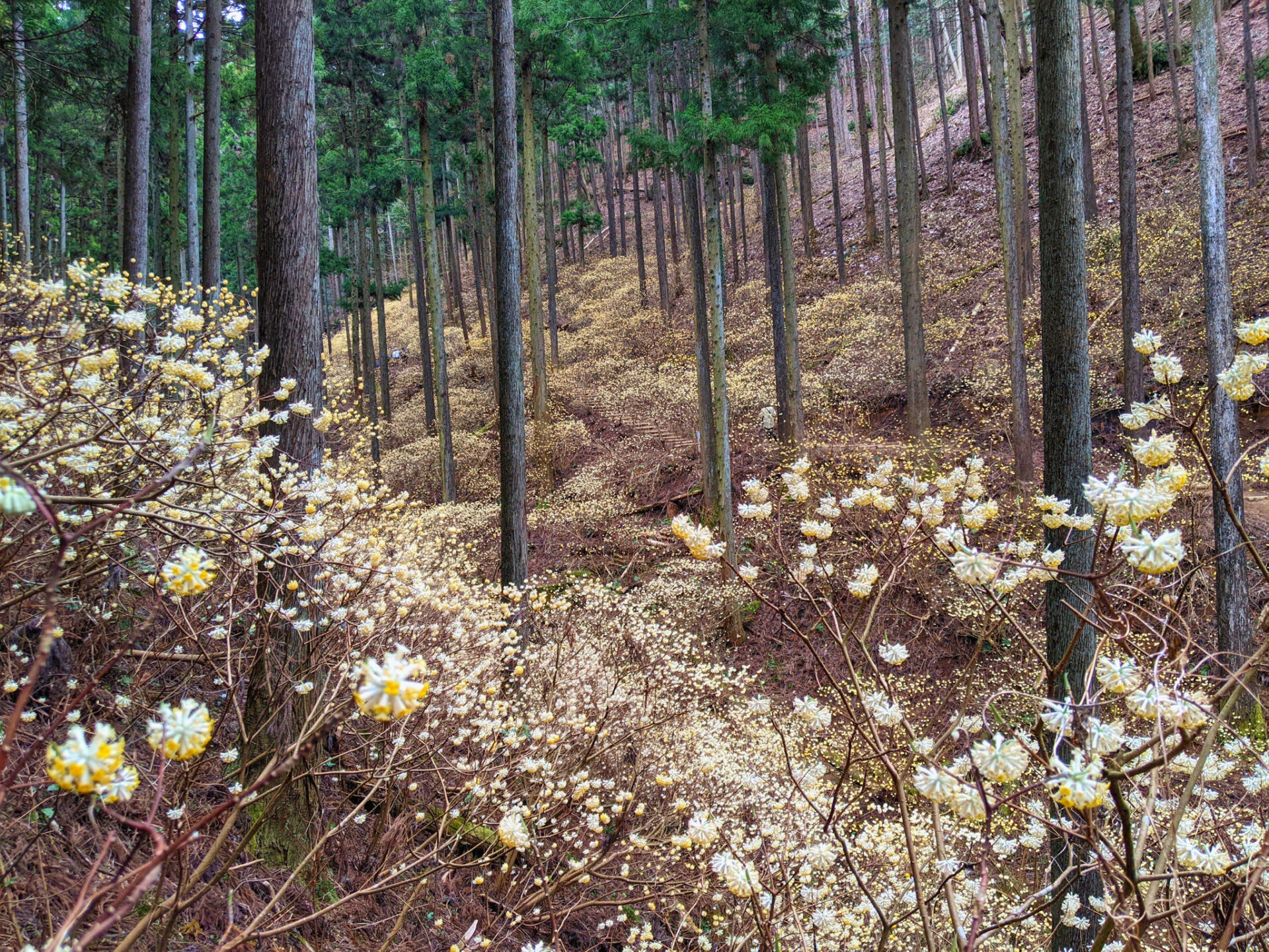 【早春の花ミツマタ】栃木県と茨城県の県境「焼森山～鶏足山」登山の記録 | ハイクアラウンド